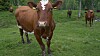 Norges eldste ku ble nesten 21 år - Dagbladet