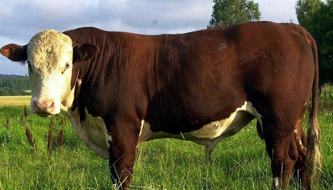 Bonde stanget ihjel av okse.