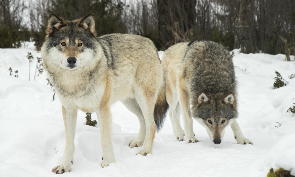 Ulvejakt - To ulv skutt i Rendalen - Dagbladet