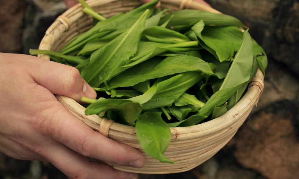 Spiselig ugress og ville planter - Dagbladet