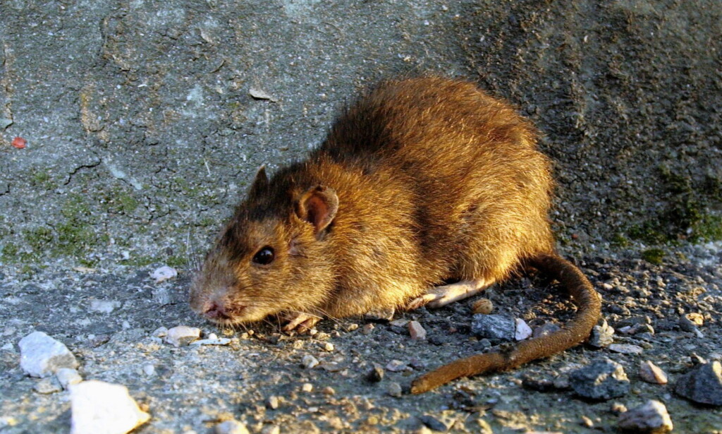 Rotter og mus: - Uvanlig varm september skaper trøbbel: - Nå kommer ...