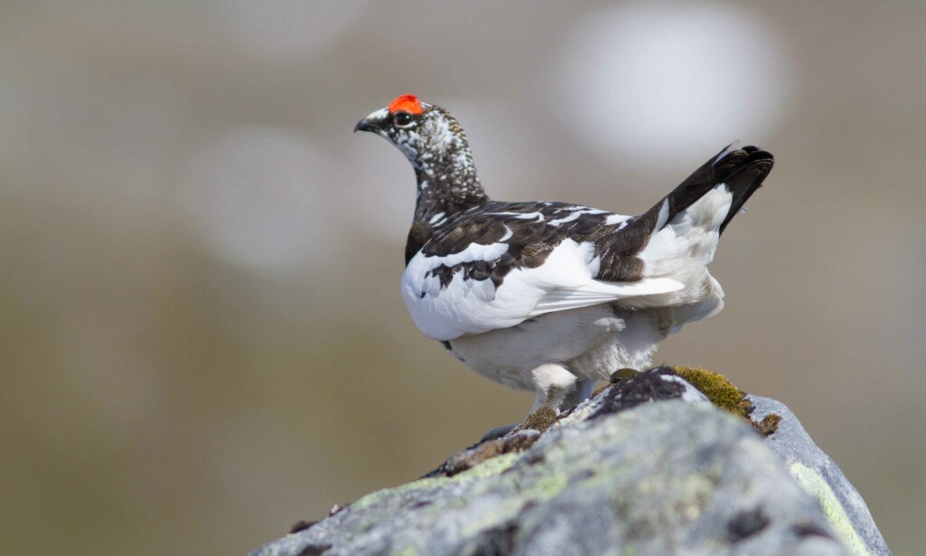 Rypejakta - Rypejakt med bismak - Dagbladet