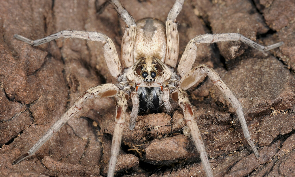 Gikk til angrep på edderkoppen med en lighter. Det skulle han ikke ha ...