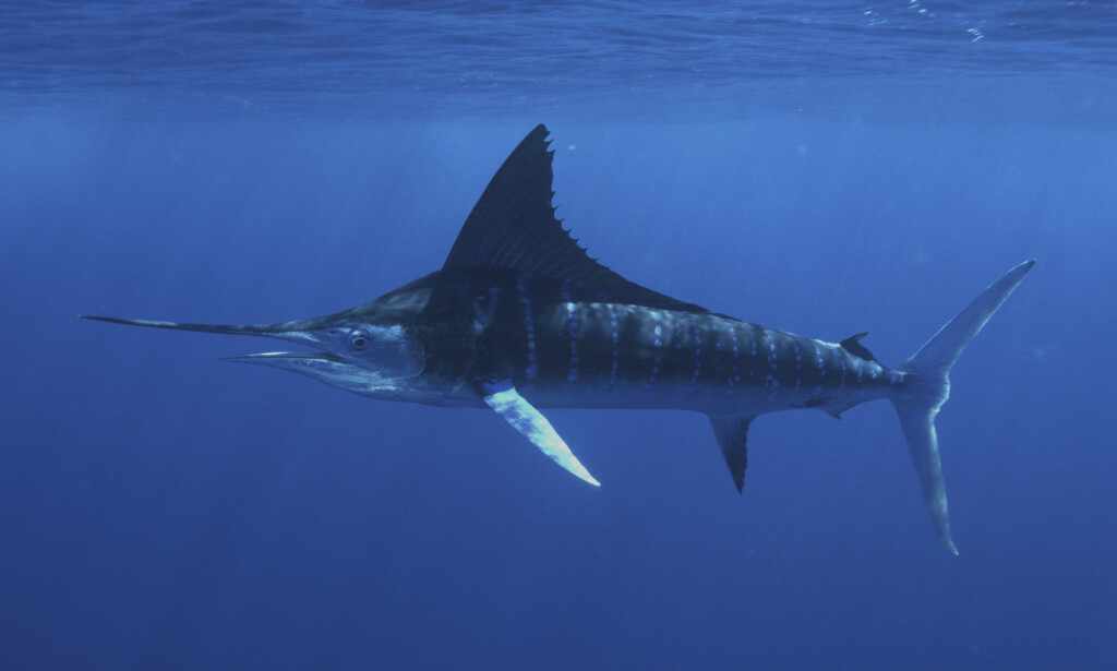 Spiddet av flygende «sverdfisk» - Dagbladet